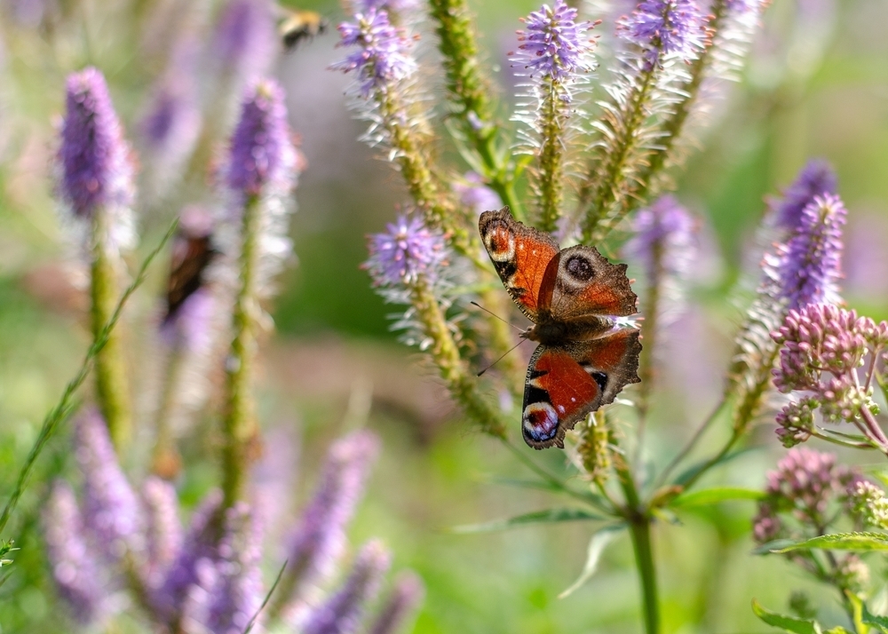 Create a pollinator garden - Steam & Moorland Garden Centre