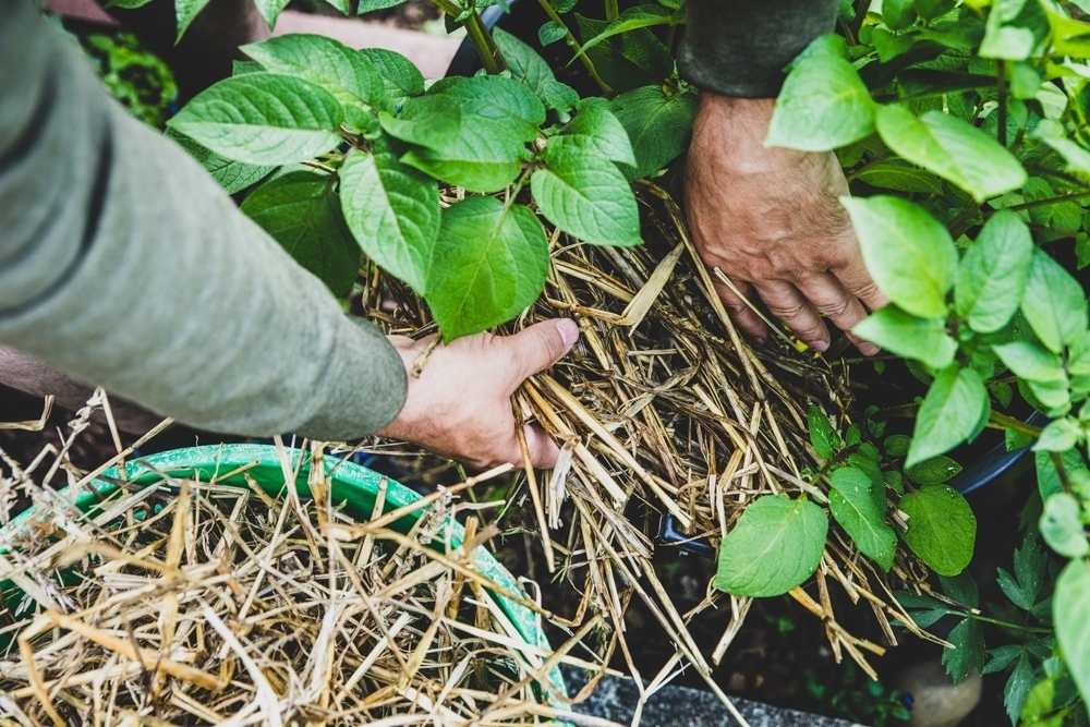 How and when to mulch your garden - Steam & Moorland Garden Centre