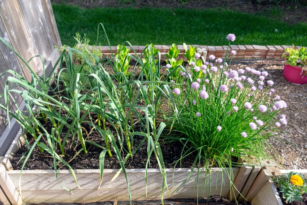 Square foot gardening - Steam & Moorland Garden Centre